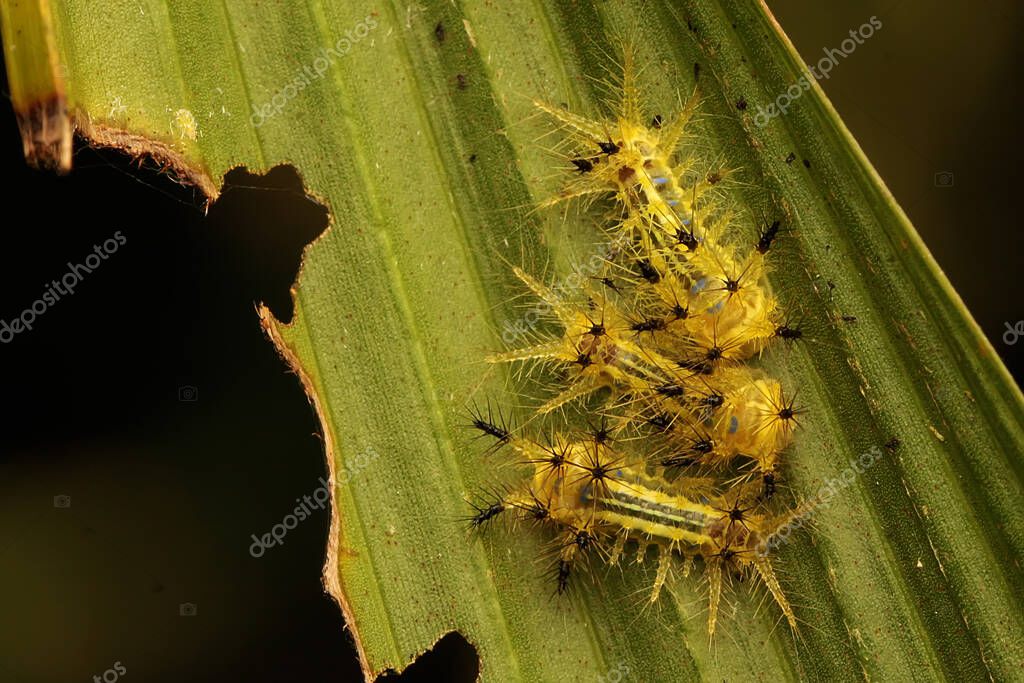 Varias orugas están comiendo hojas de coco jóvenes. El insecto que ...