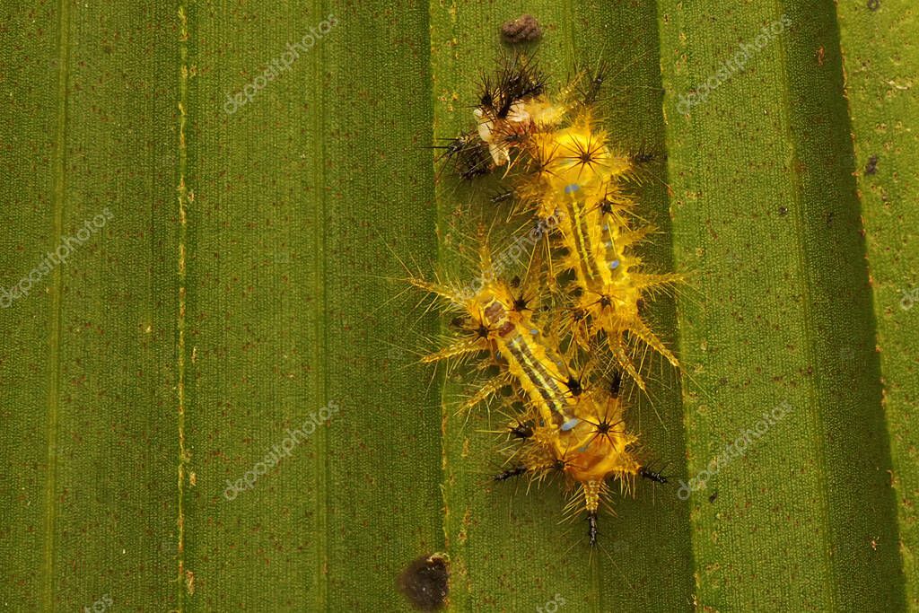 Varias orugas están comiendo hojas de coco jóvenes. El insecto que ...