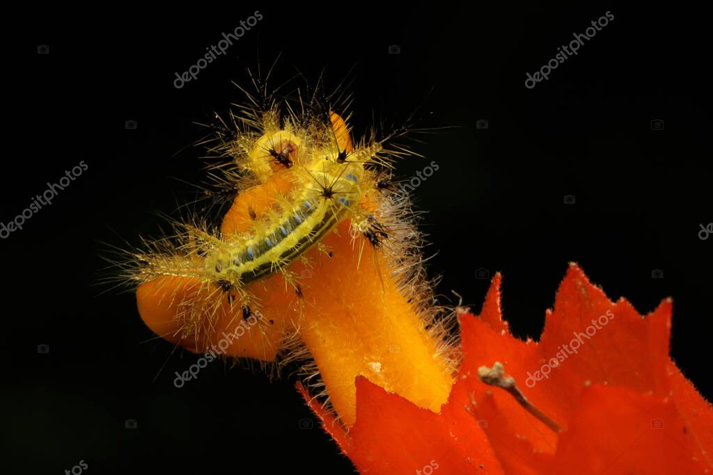 Varias orugas están comiendo hojas de coco jóvenes. El insecto que ...