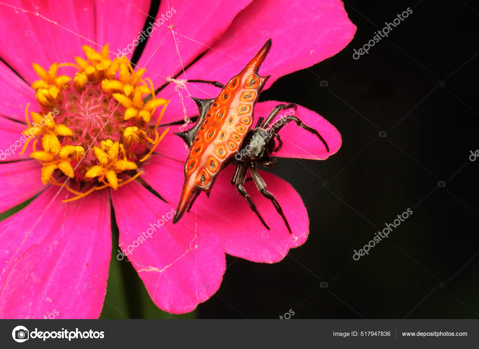 Jewel Spider Looking Prey Wildflower Spider Has Scientific Name ...