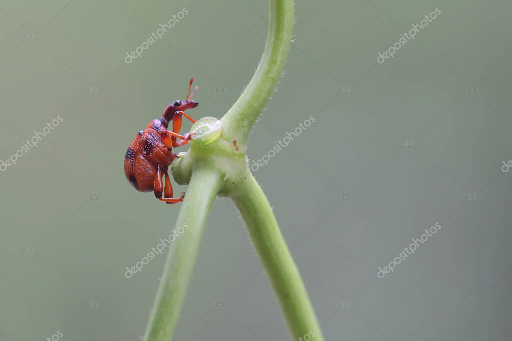 Un gorgojo de jirafa está buscando comida en un hongo que crece en los ...