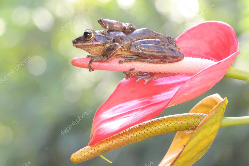 Una rana arbórea común madre con un bebé descansa sobre una flor ...