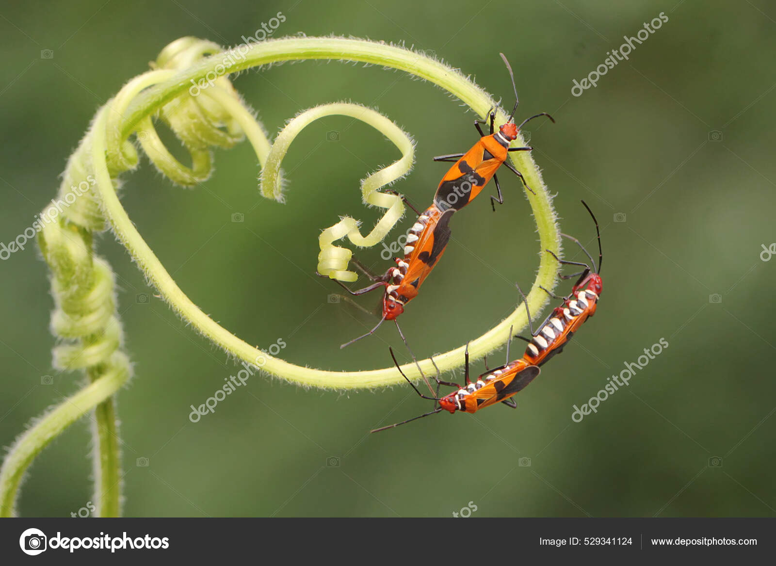 Two Pair Red Cotton Bugs Dysdercus Cingulatus Mating Bush — Stock Photo ...