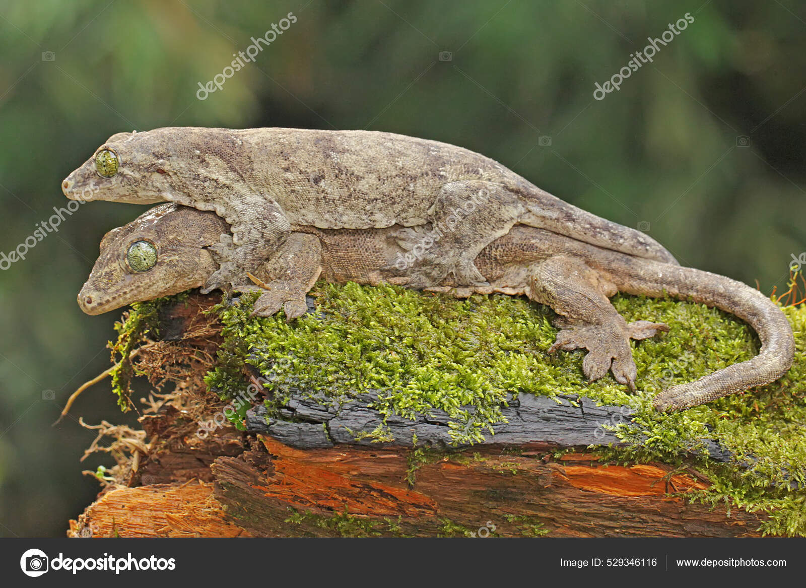 Pair Halmahera Giant Geckos Mating Endemic Reptile Halmahera Island ...