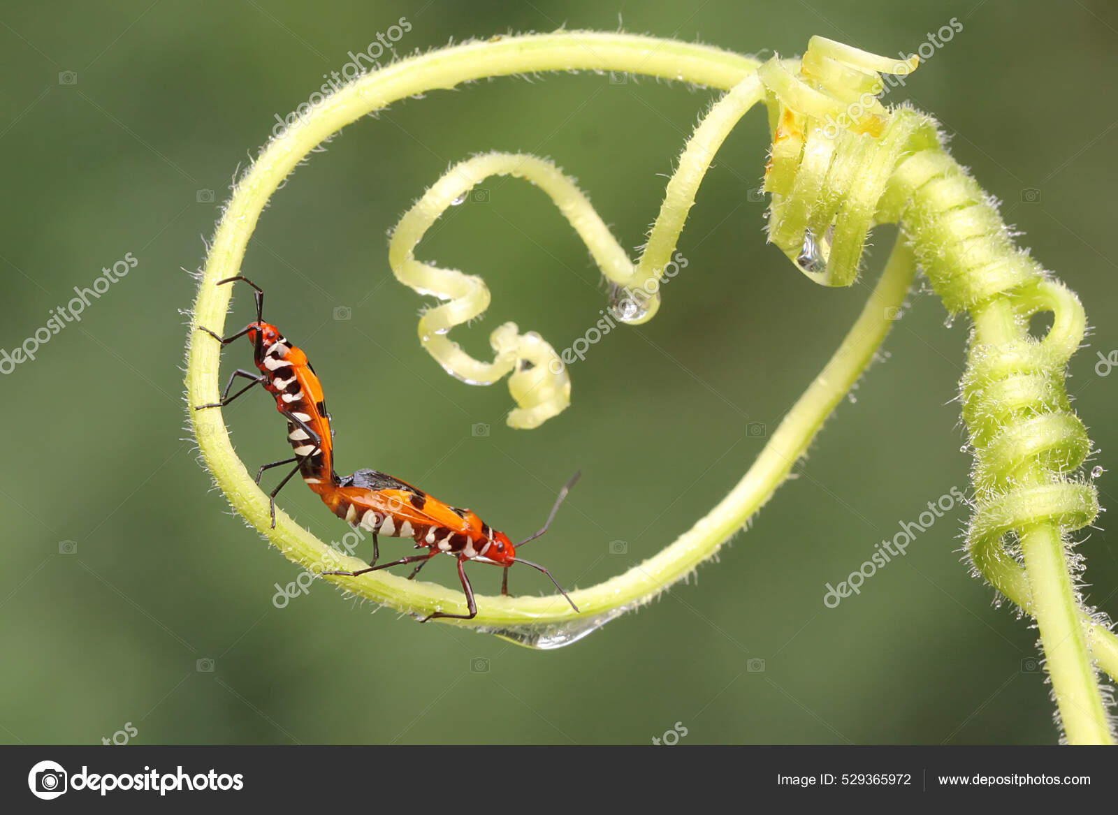 Pair Red Cotton Bugs Dysdercus Cingulatus Mating Bush — Stock Photo ...