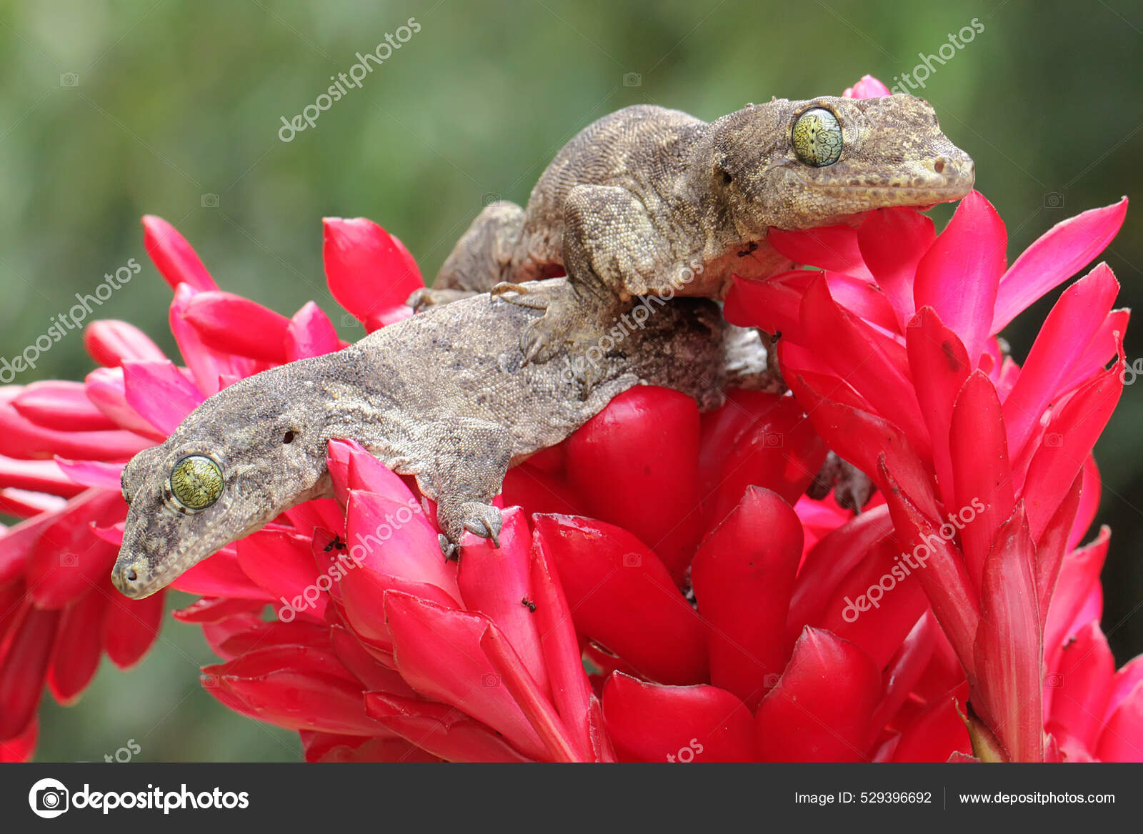 House Gecko Mating at Erna Davila blog