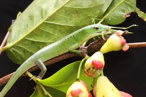 Calotes Versicolor Care Sheet