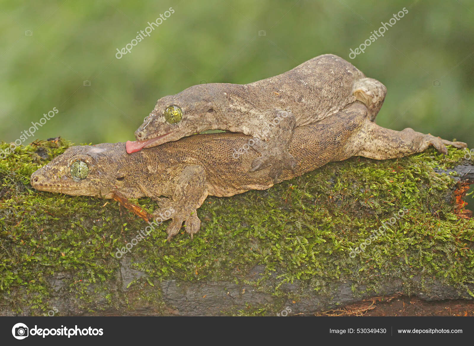 Pair Halmahera Giant Geckos Mating Endemic Reptile Halmahera Island ...