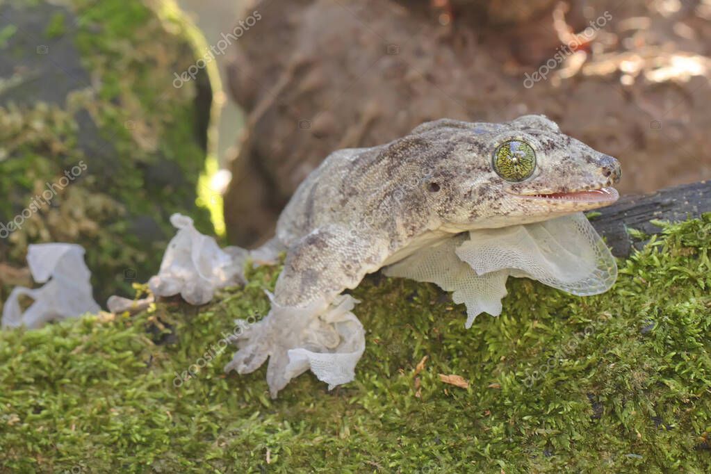 Un geco gigante de Halmahera está tomando el sol. Este reptil endémico ...