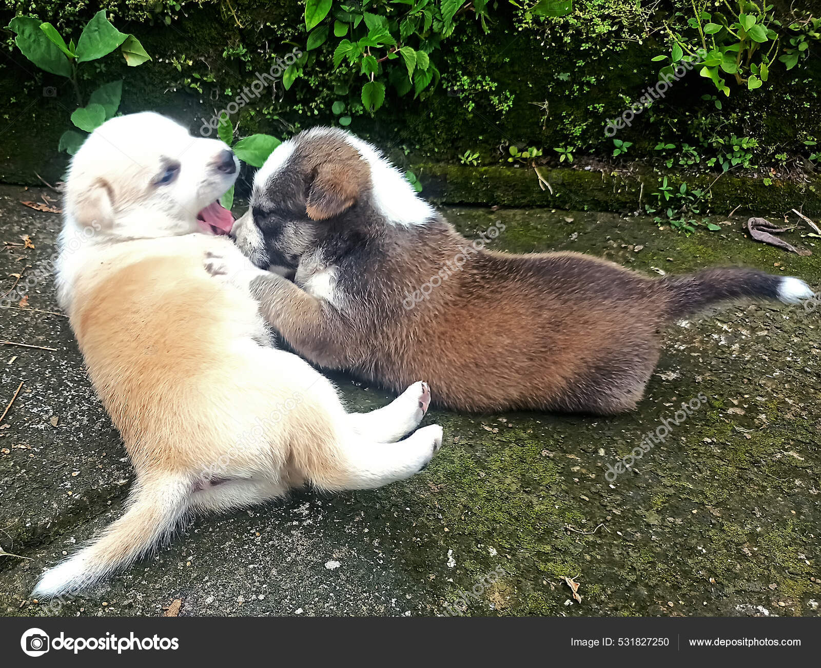 Two Cute Puppies Playing Together — Stock Photo © iwayansumatika #531827250