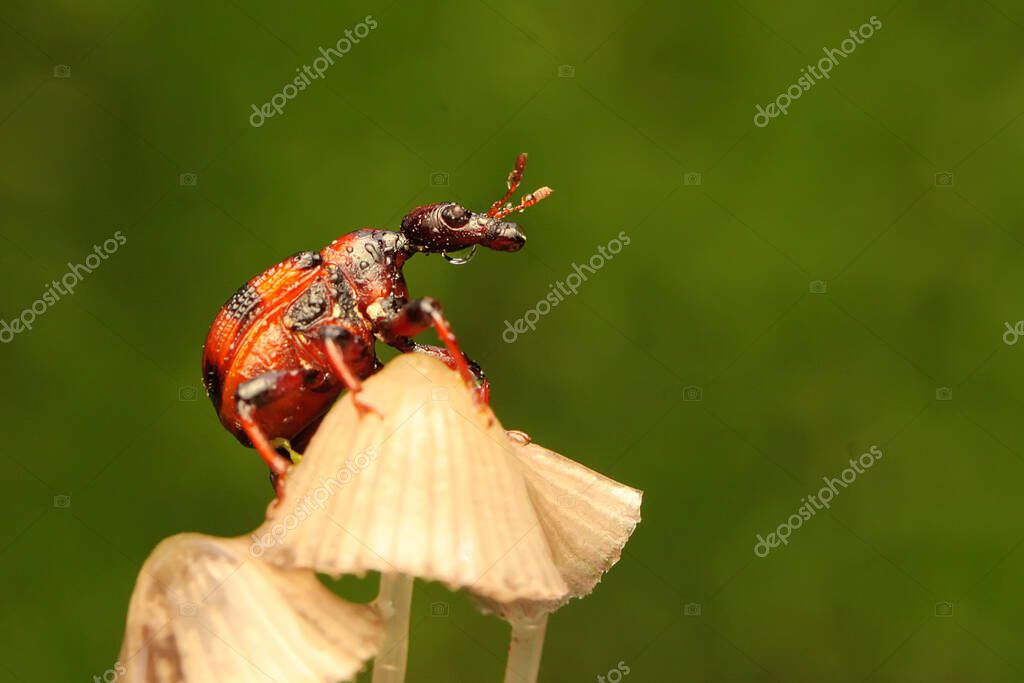 Un gorgojo de jirafa está buscando comida en un hongo que crece en ...