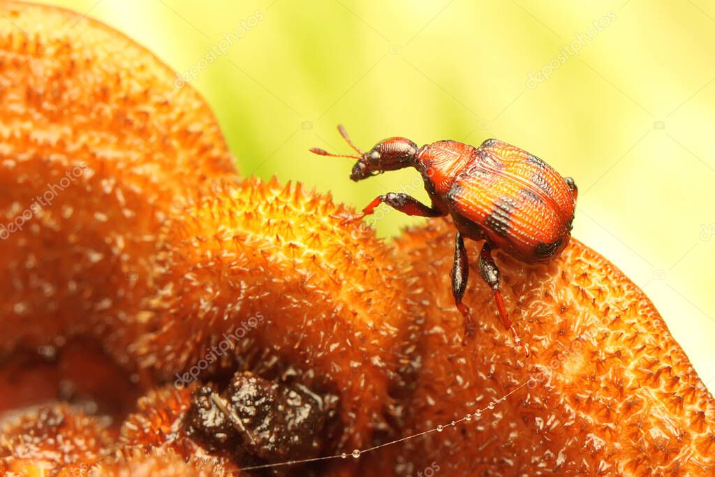 Un gorgojo de jirafa está buscando comida en un hongo que crece en ...