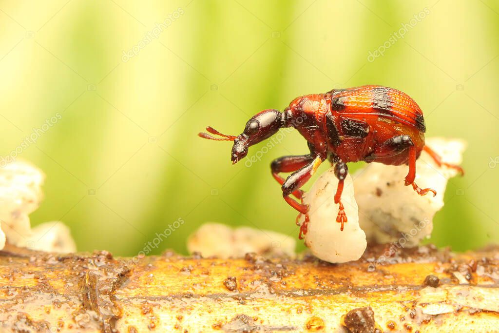 Un gorgojo de jirafa está buscando comida en un hongo que crece en ...