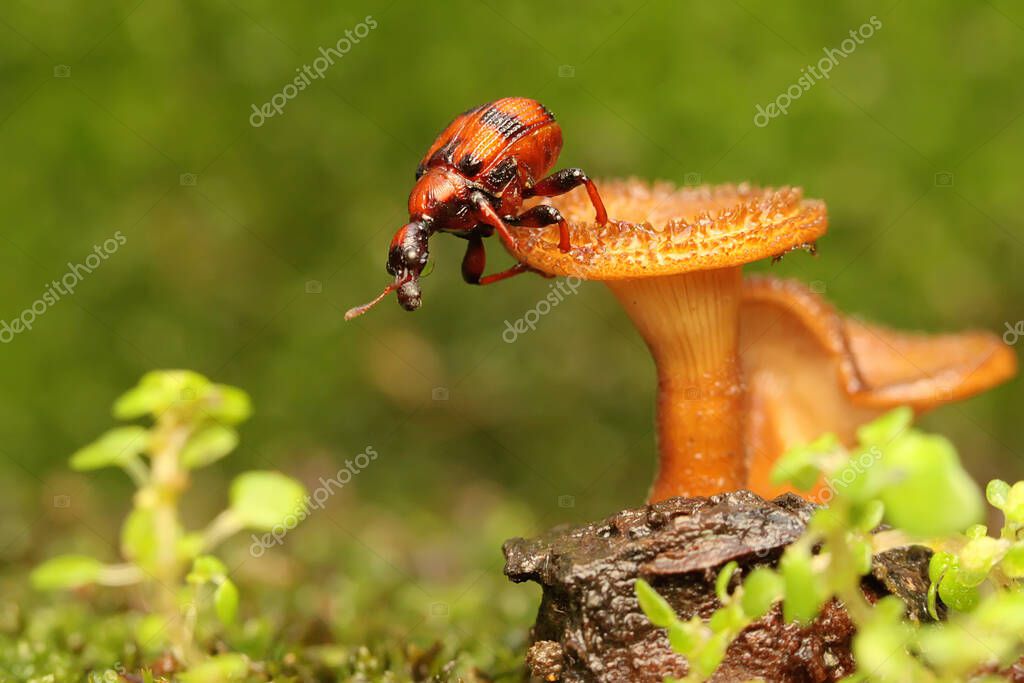 Un gorgojo de jirafa est buscando comida en un hongo que crece en ...