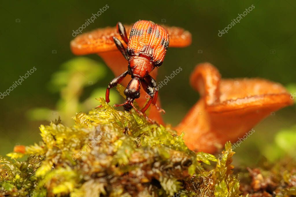 Un gorgojo de jirafa está buscando comida en un hongo que crece en ...