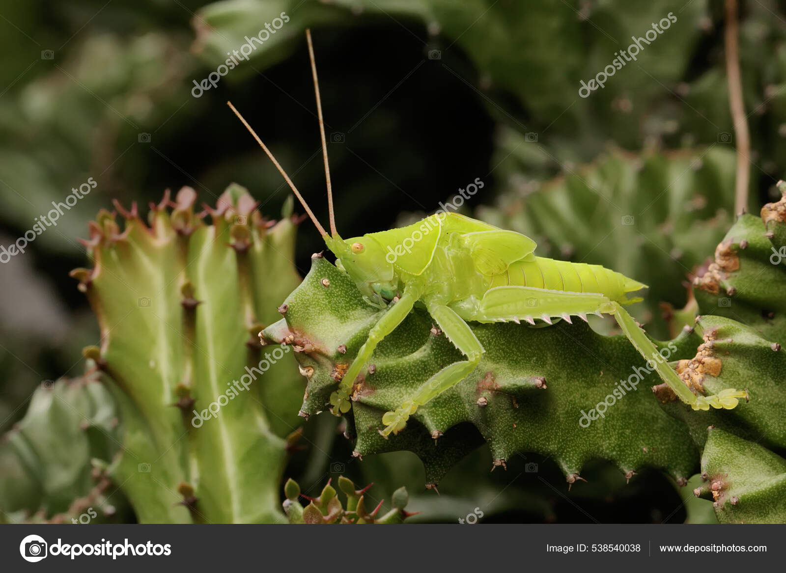 Green Grasshopper Scientific Name