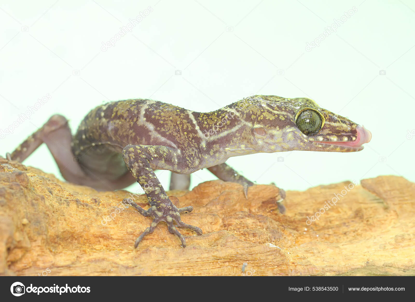 Forest Banded Gecko Looking Prey Dry Log Spread Gecko Which — Stock ...