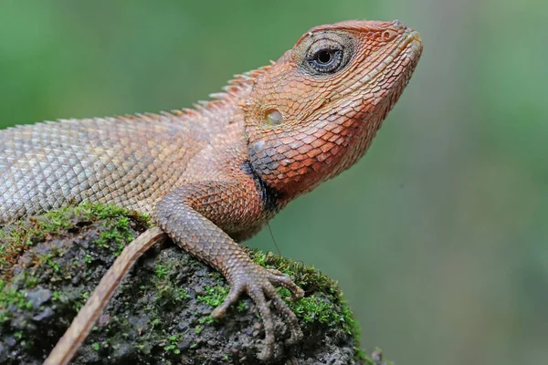 Philippines lizard Stock Photos, Royalty Free Philippines lizard Images ...