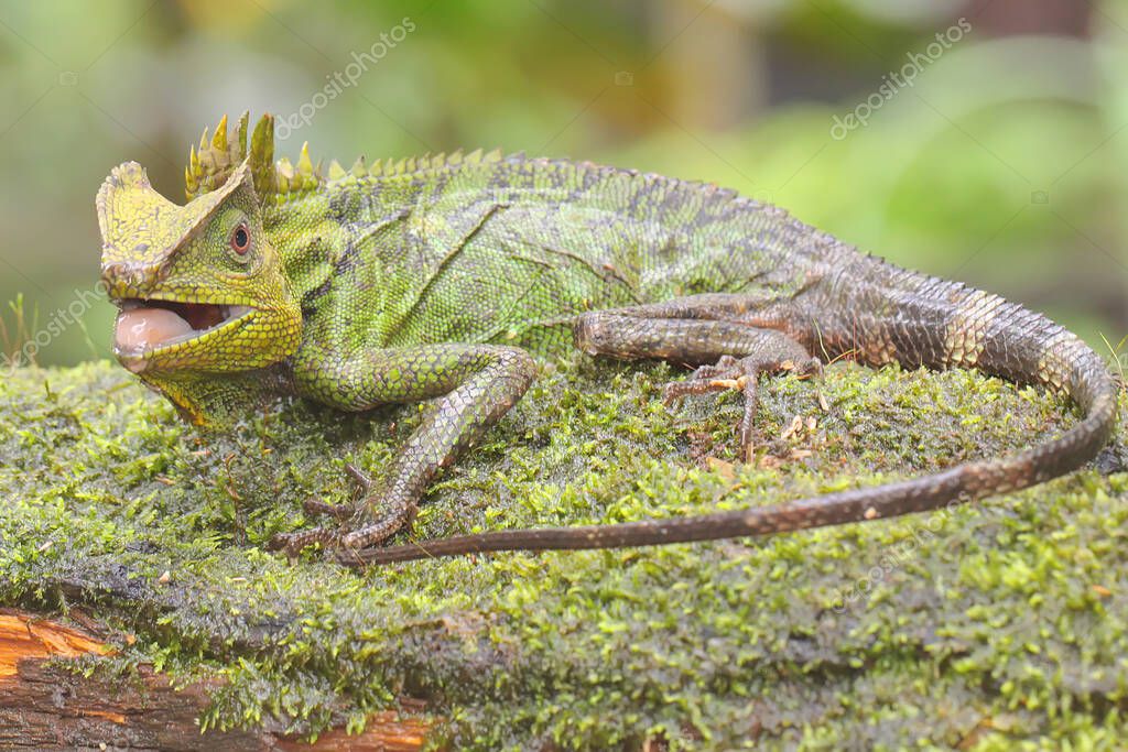 Gestos corporales de un dragón forestal que está listo para atacar a ...