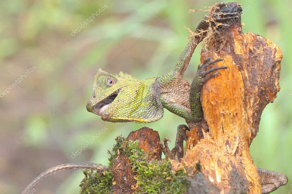 Gestos corporales de un dragón forestal que está listo para atacar a ...