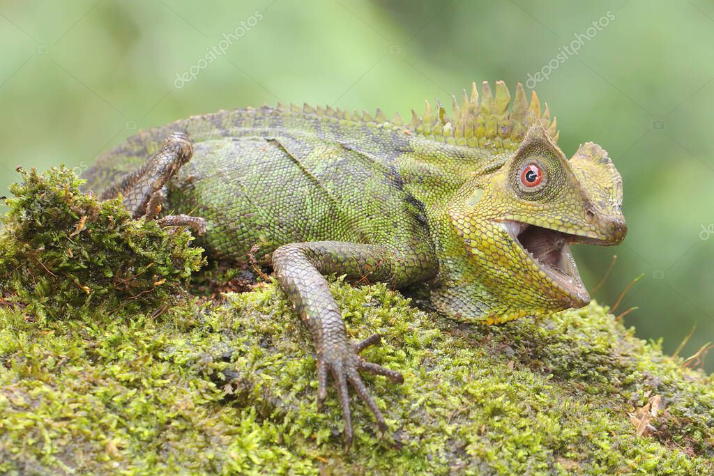 Gestos corporales de un dragón forestal que está listo para atacar a ...