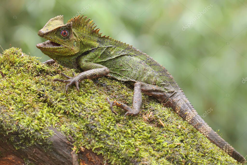 Gestos corporales de un dragón forestal que está listo para atacar a ...