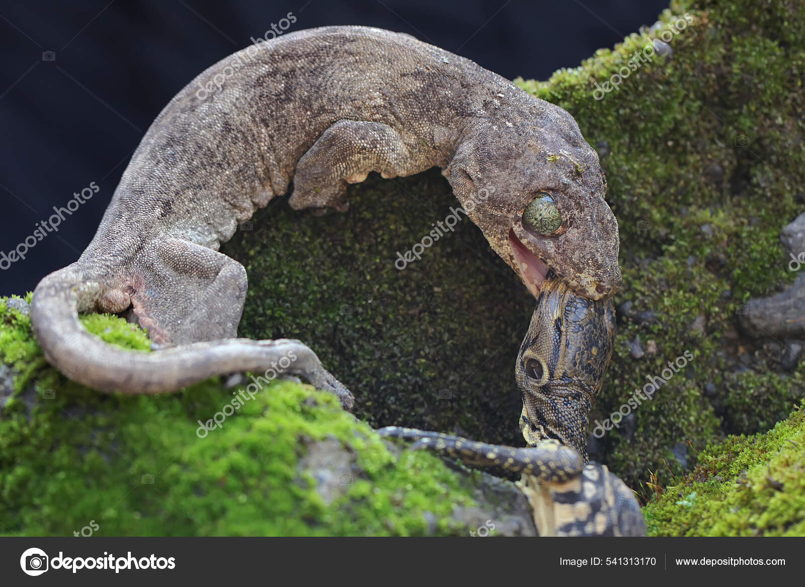 Halmahera Giant Gecko Gehyra Marginata Fighting Young Monitor Lizard ...