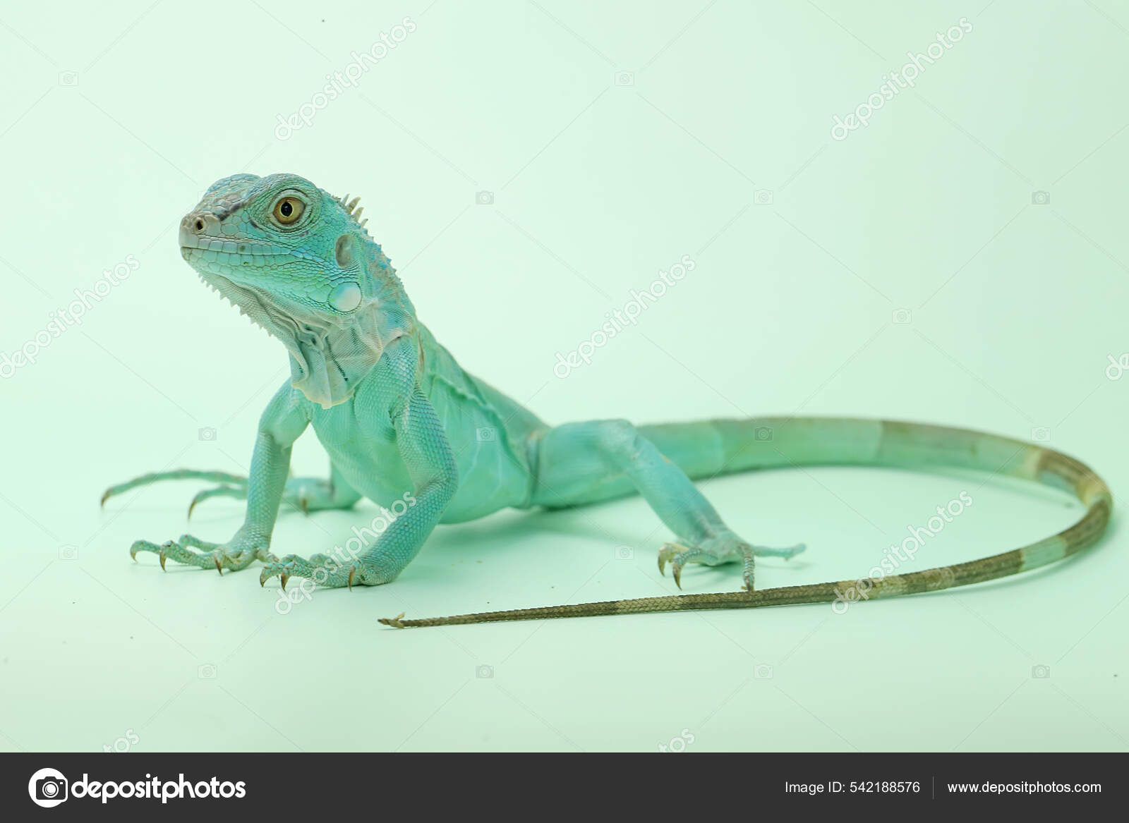 Baby Blue Iguanas
