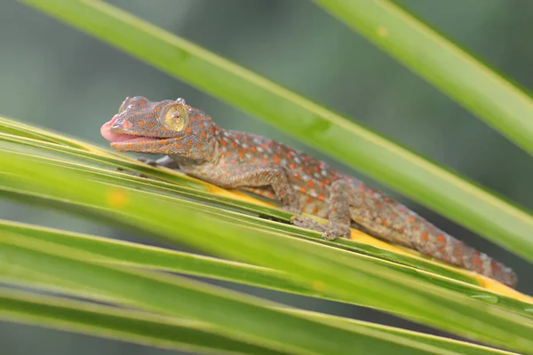 Un joven tokay gecko está buscando presas en una hoja de coco. Este ...