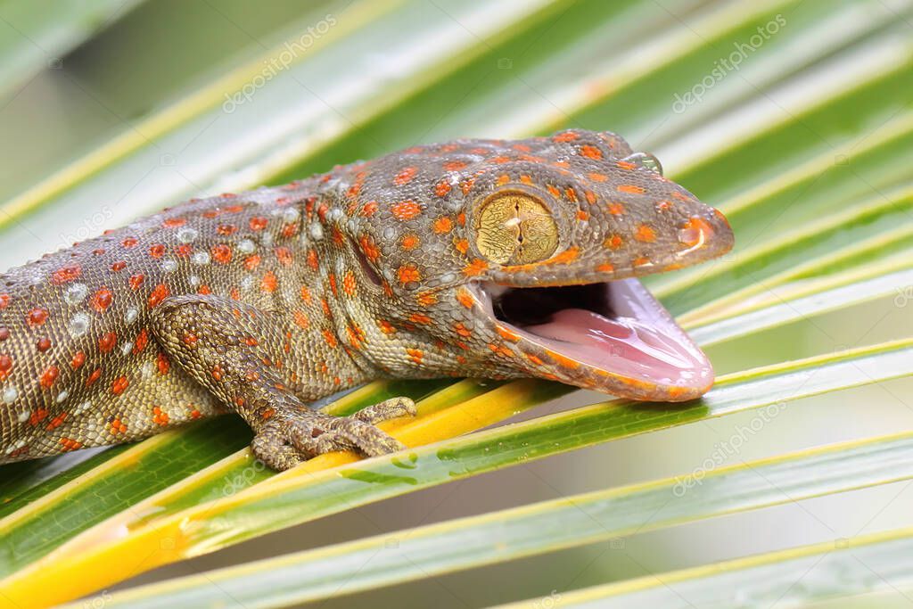 Un joven tokay gecko está buscando presas en una hoja de coco. Este ...