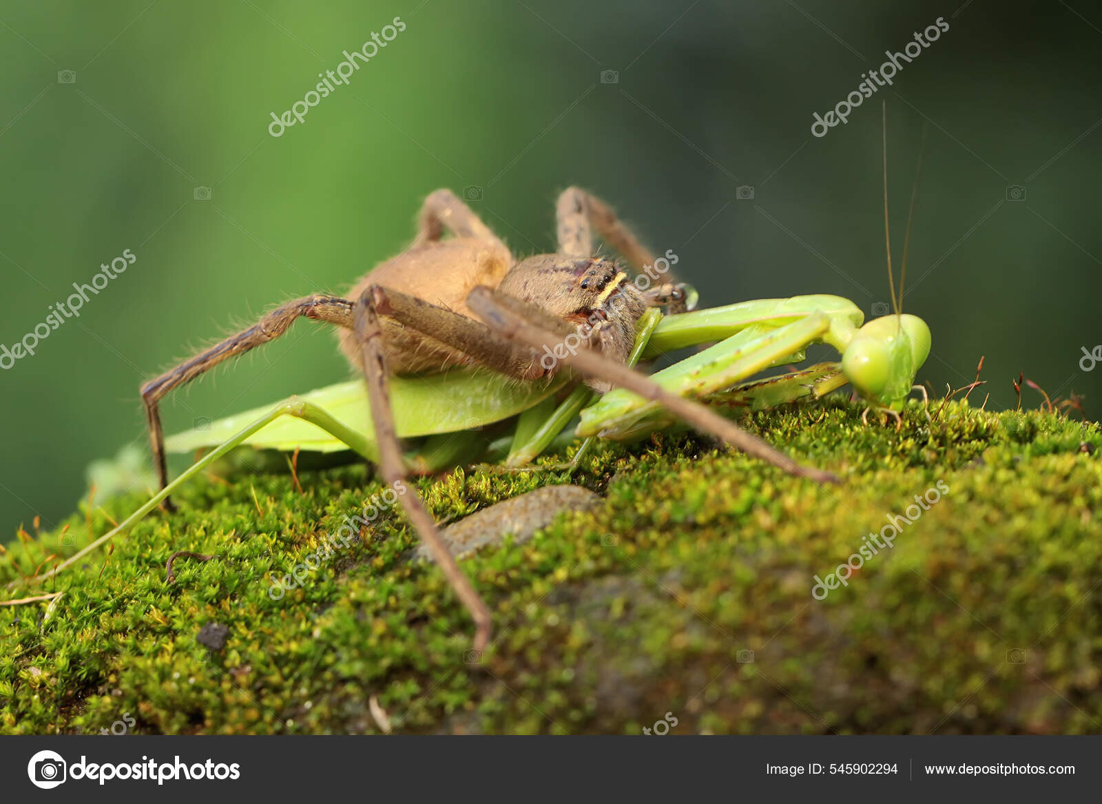 Praying Mantis Eating Spider