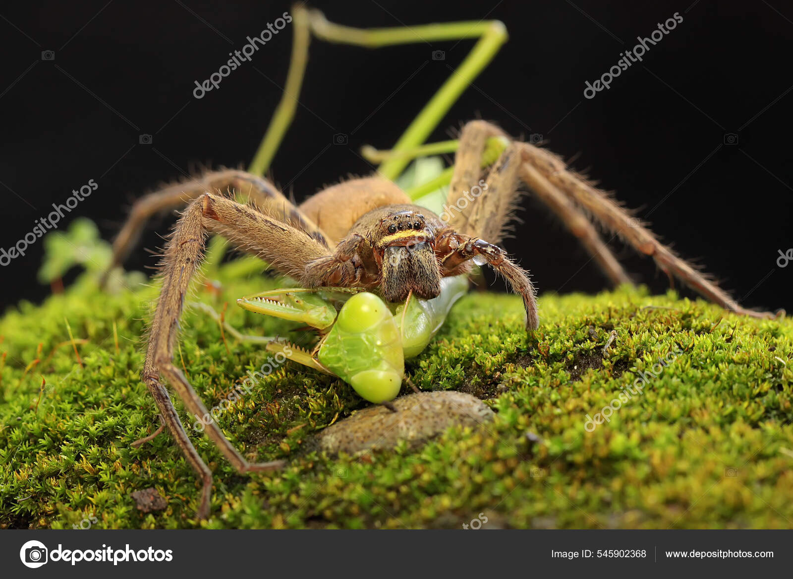 Praying Mantis Eating Spider