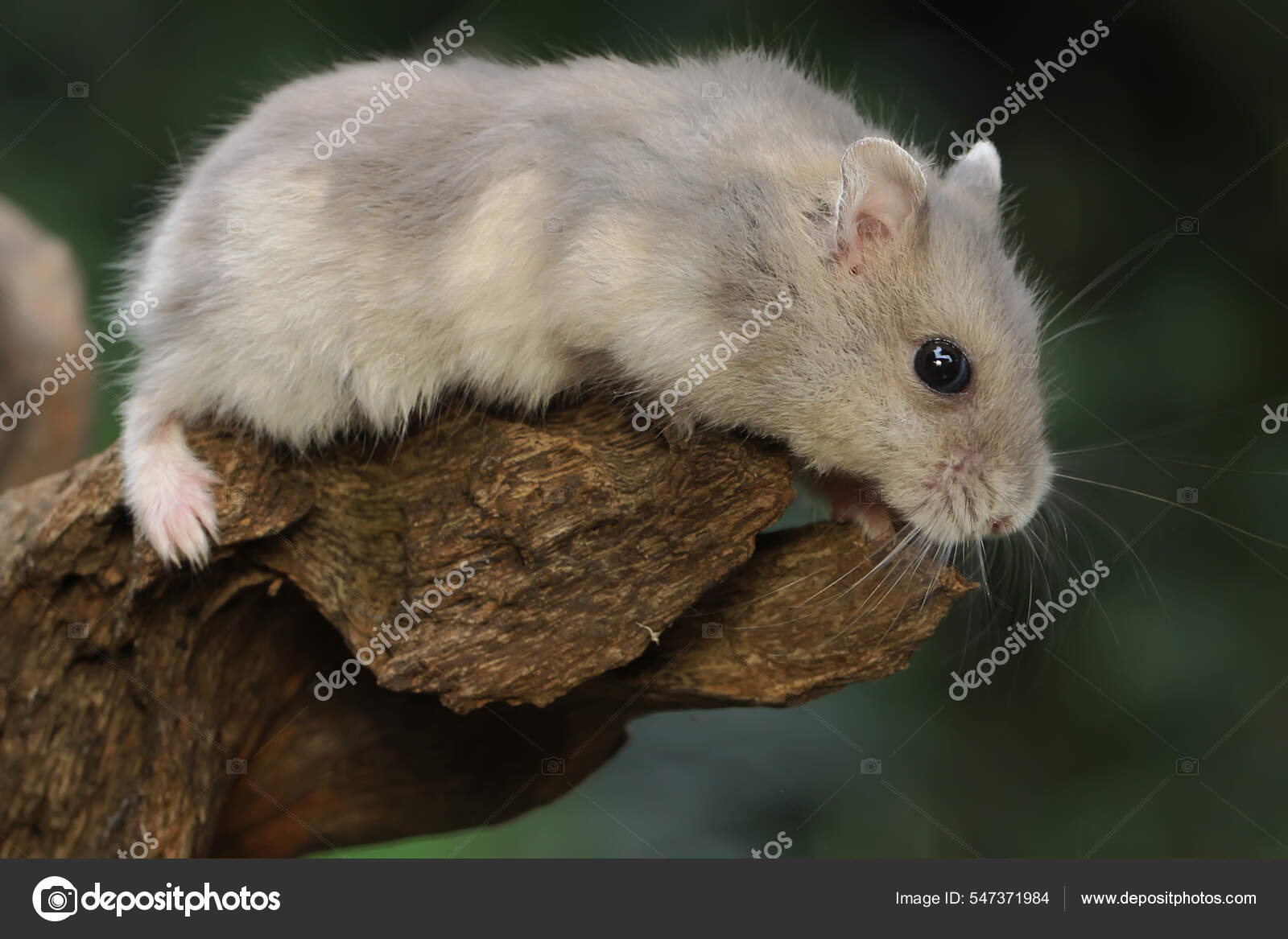 Campbell Dwarf Hamster Forages Rotting Logs Overgrown