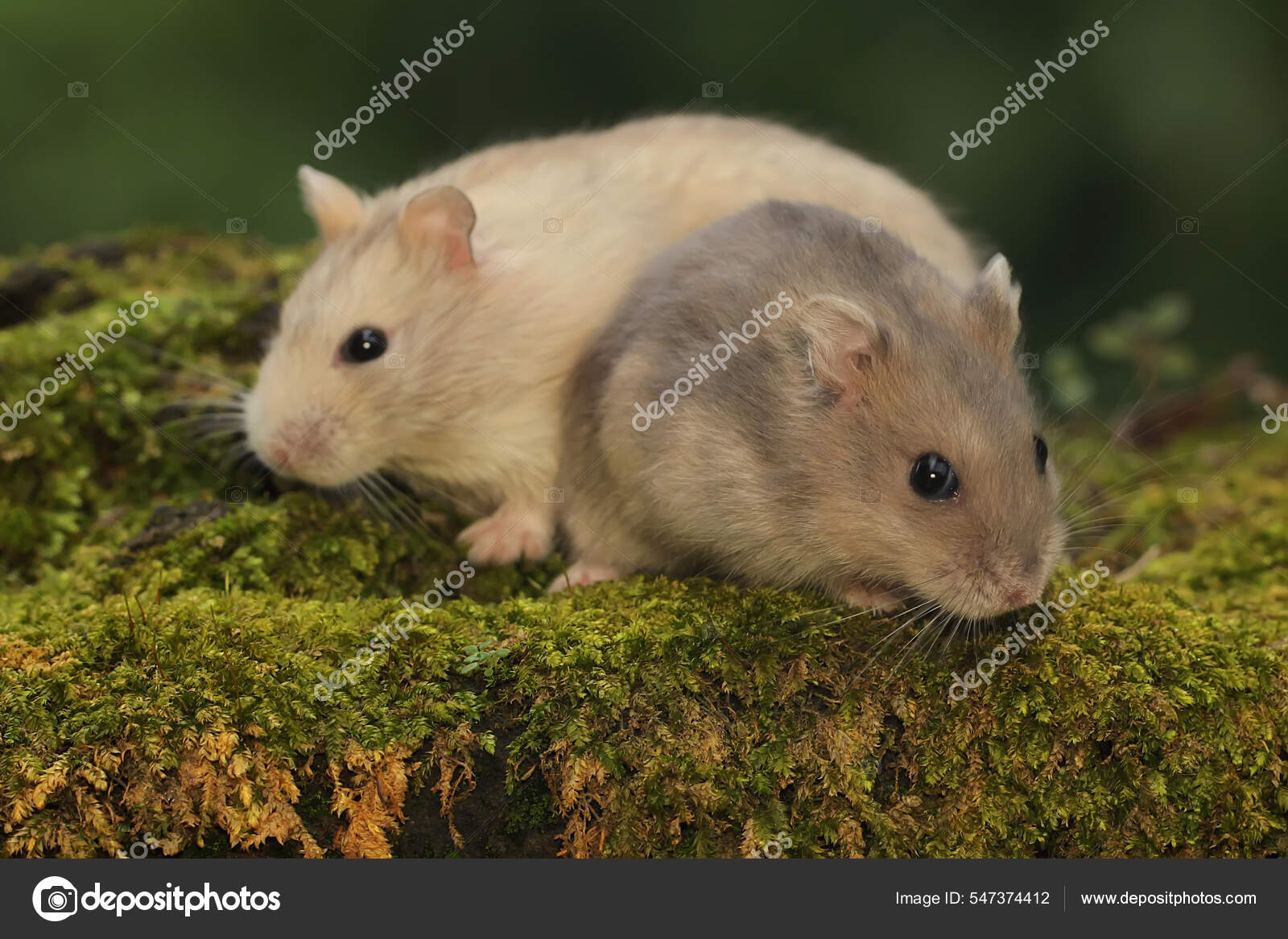 Campbell Dwarf Hamster Forages Rotting Logs Overgrown