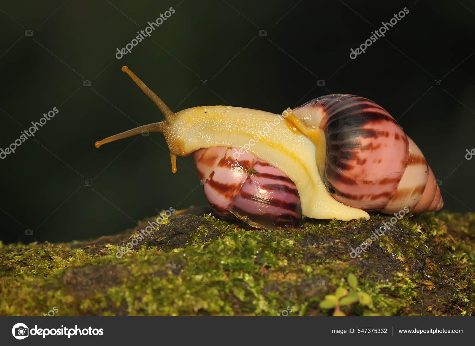 Two Little Snails Foraging Bush Mollusk Has Scientific Name Limicolaria ...