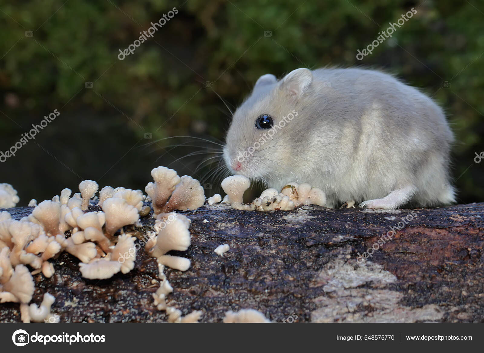 Campbell Dwarf Hamster Forages Rotting Logs Overgrown