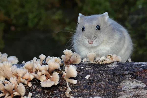 Campbell Dwarf Hamster Forages Rotting Logs Overgrown