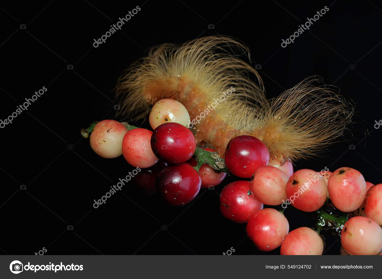 Animals Eating Berries