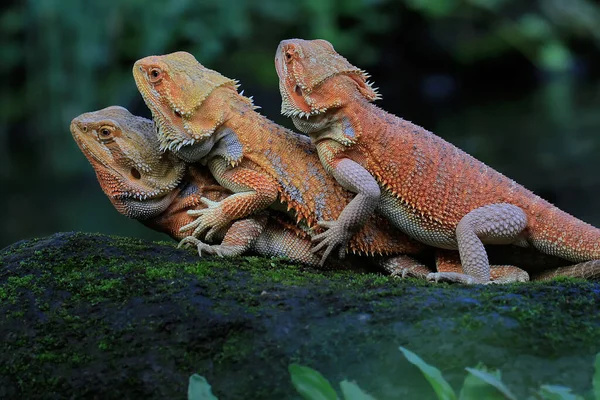 Bearded dragon family Stock Photos, Royalty Free Bearded dragon family ...