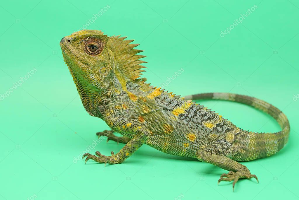 Gestos corporales de un dragón que está listo para atacar a los ...