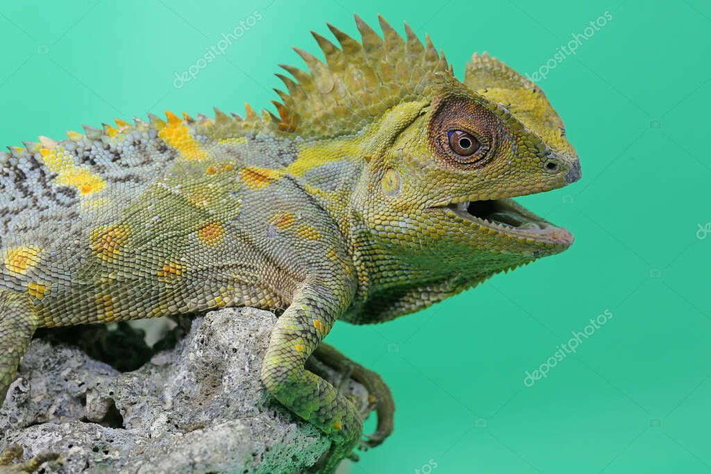 Gestos corporales de un dragón que está listo para atacar a los ...