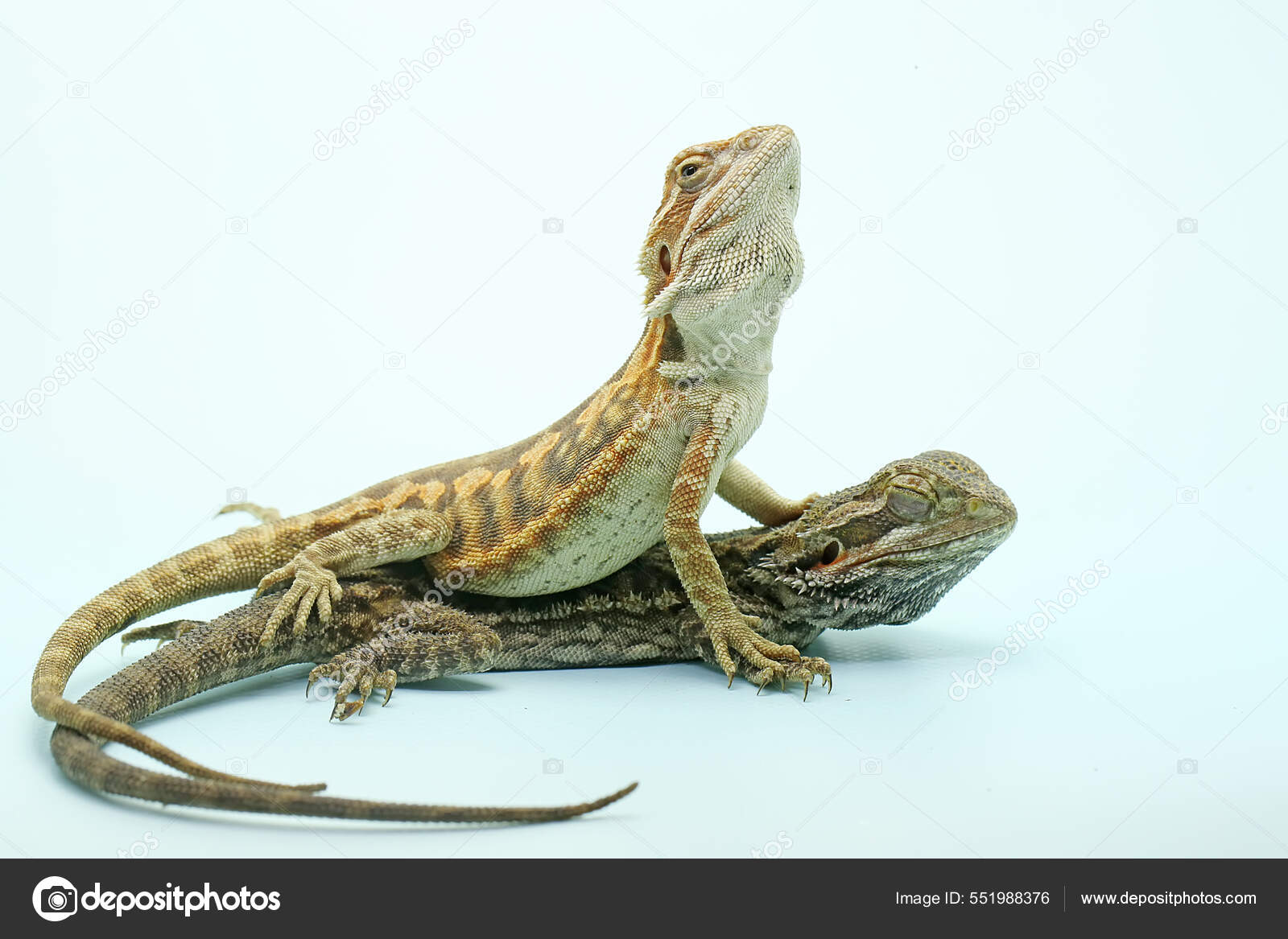 Two Young Bearded Dragons Showing Aggressive Behavior Reptile Has ...