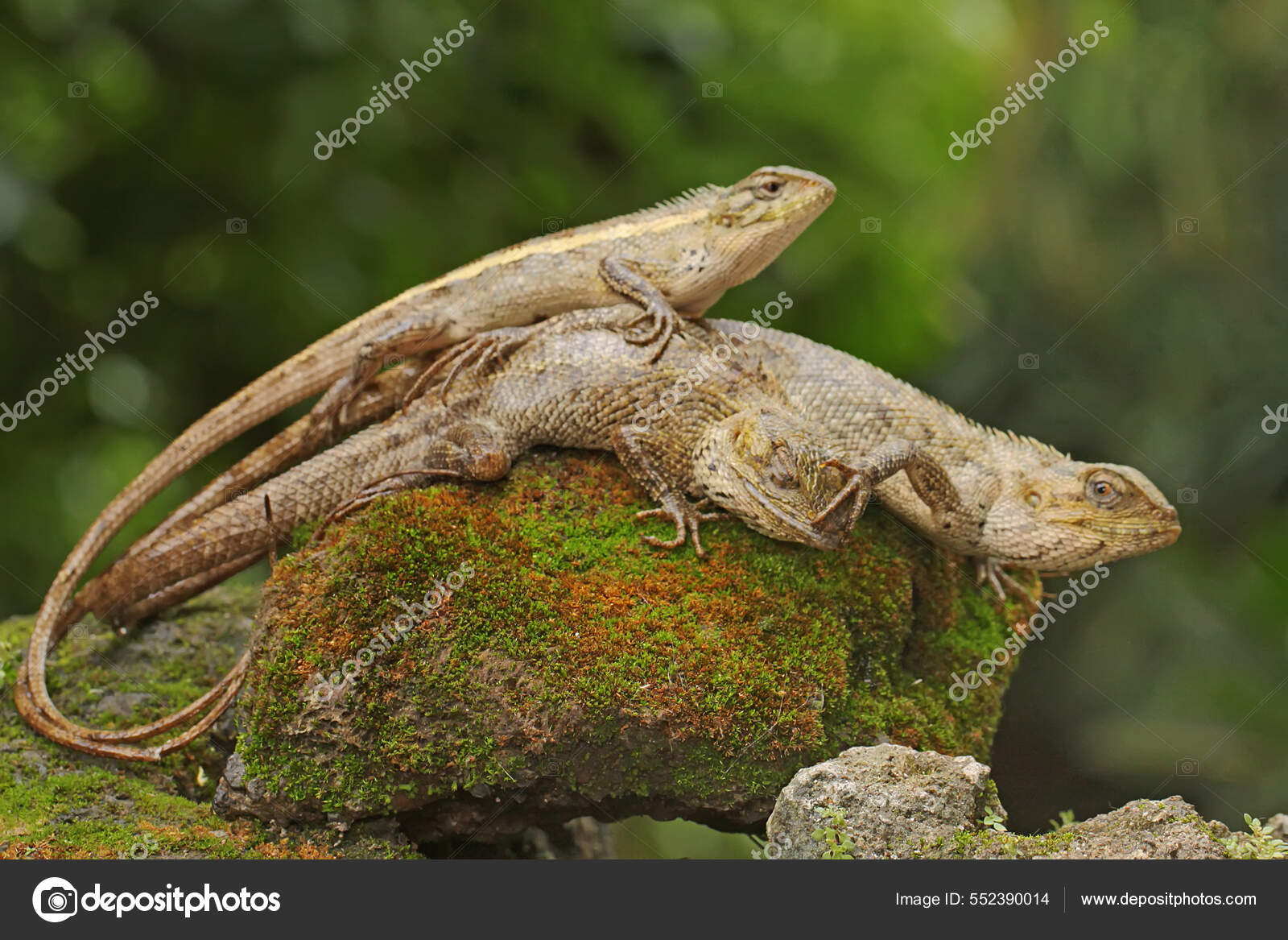 Garden Lizard Scientific Name | Fasci Garden