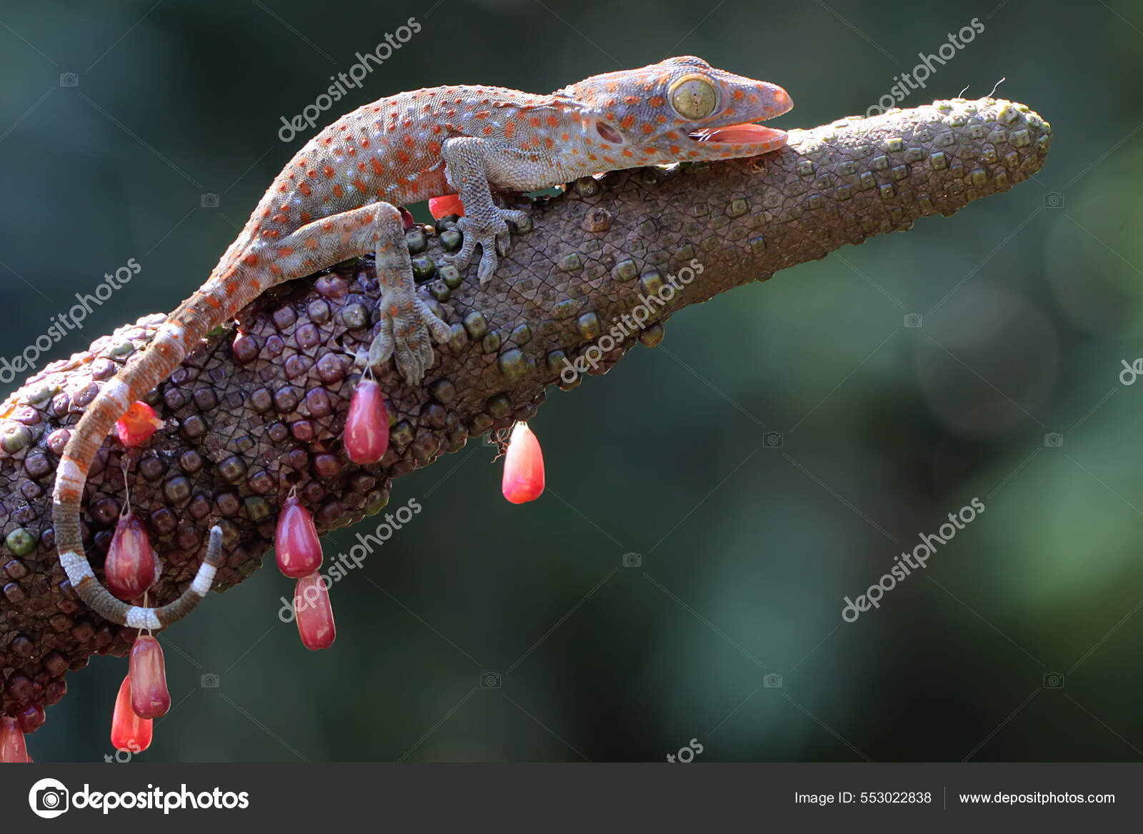 Young Tokay Gecko Basking Bunch Anthuriums Reptile Has Scientific Name ...