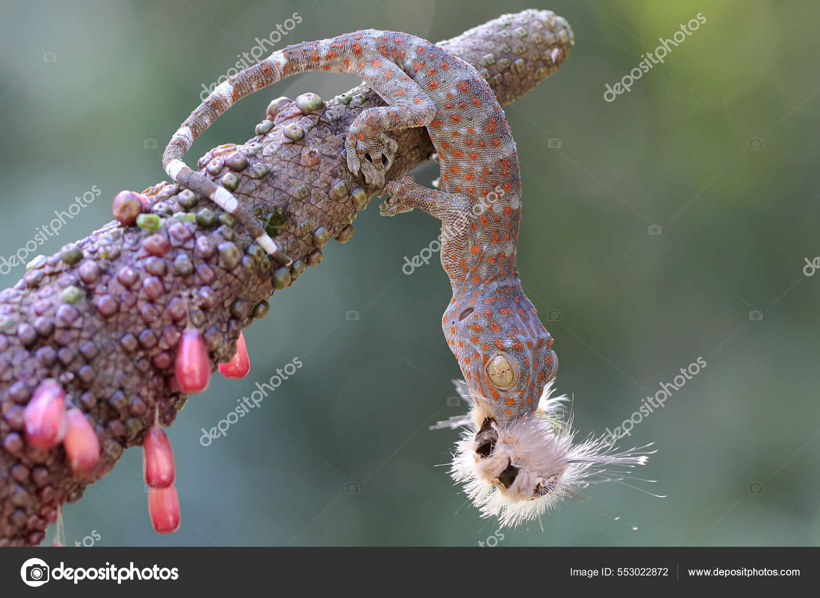Young Tokay Gecko Preys Caterpillar Reptile Has Scientific Name Gekko ...