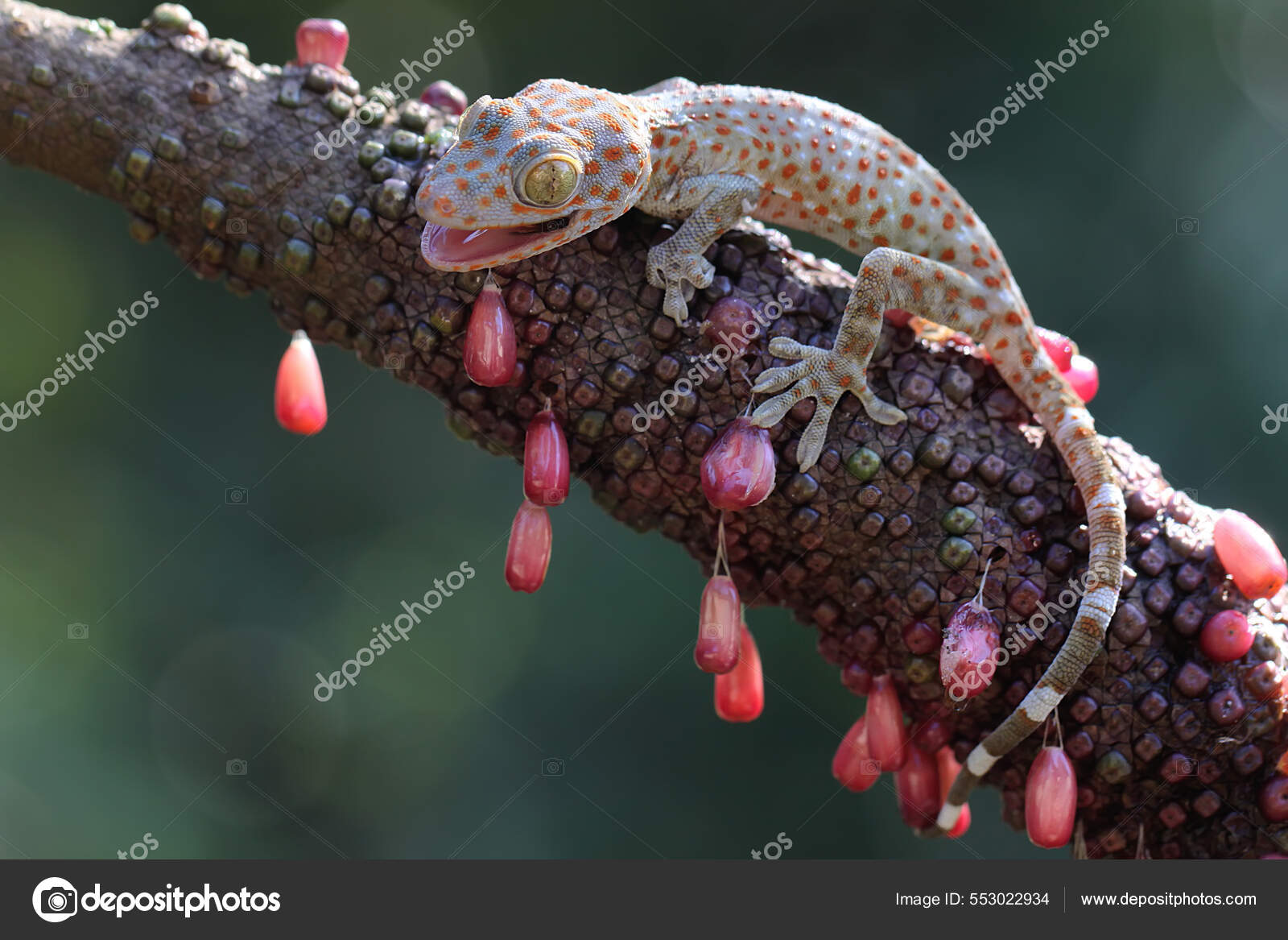 Young Tokay Gecko Basking Bunch Anthuriums Reptile Has Scientific Name ...
