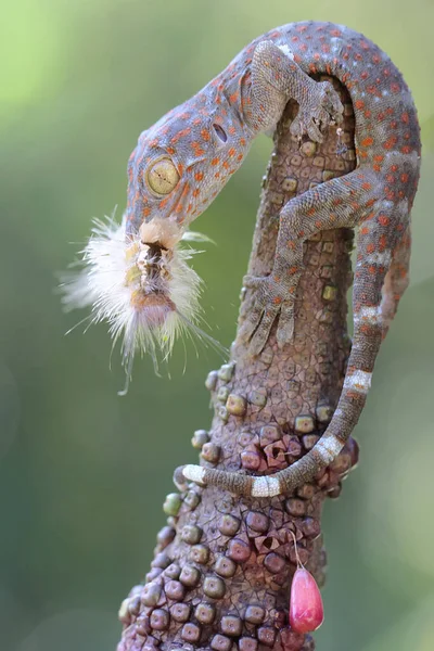 Lizard catching insect Stock Photos, Royalty Free Lizard catching ...