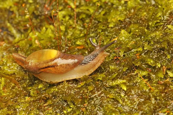 Terrestrial slug Stock Photos, Royalty Free Terrestrial slug Images ...