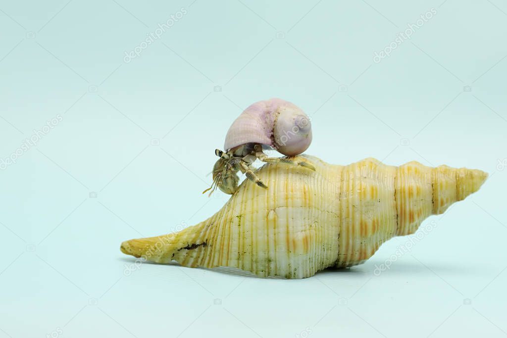 Un cangrejo ermitaño (Paguroidea sp) camina lentamente sobre el ...