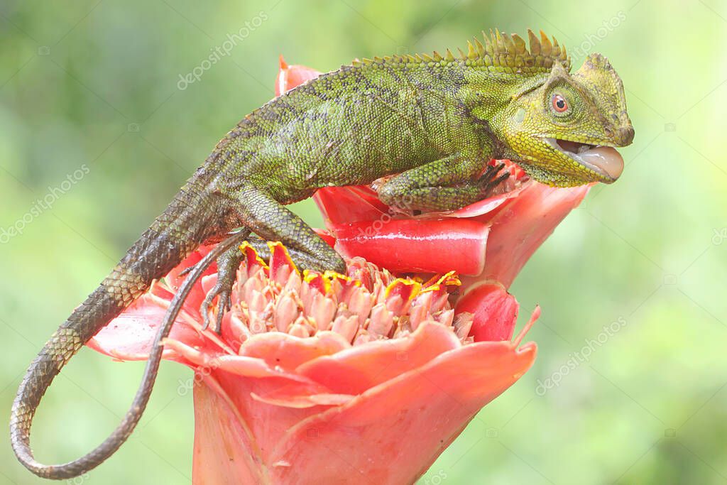 Gestos corporales de un dragón forestal que está listo para atacar a ...